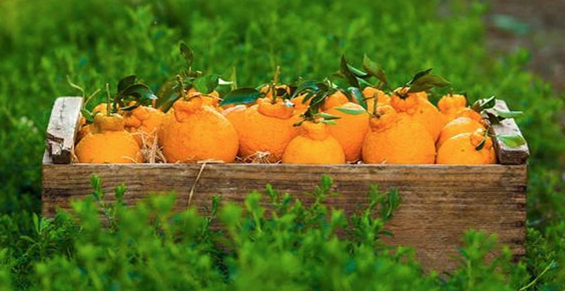 The Sumo Citrus Orange | Paddock Post