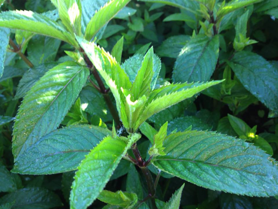 The Return of the Peppermint Patty | Paddock Post