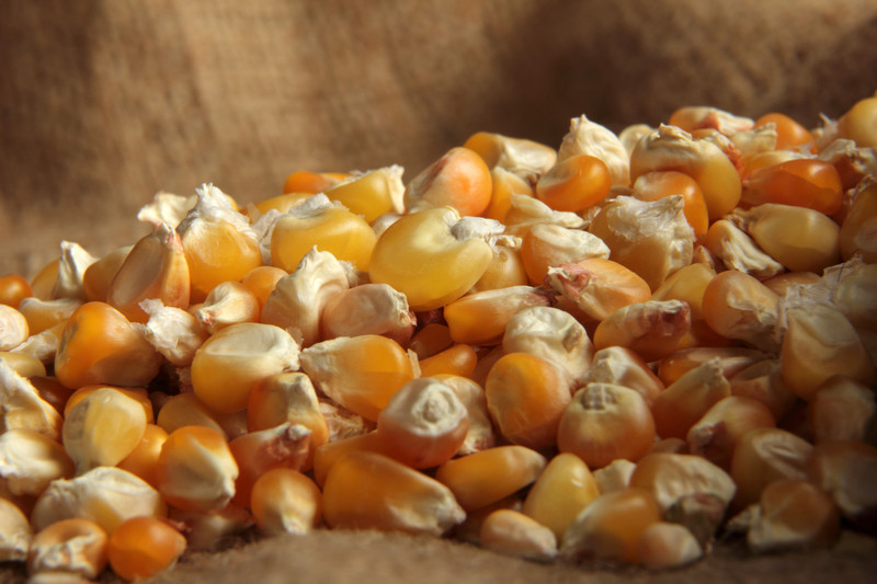 What Consumers Should Know About Corn | Paddock Post