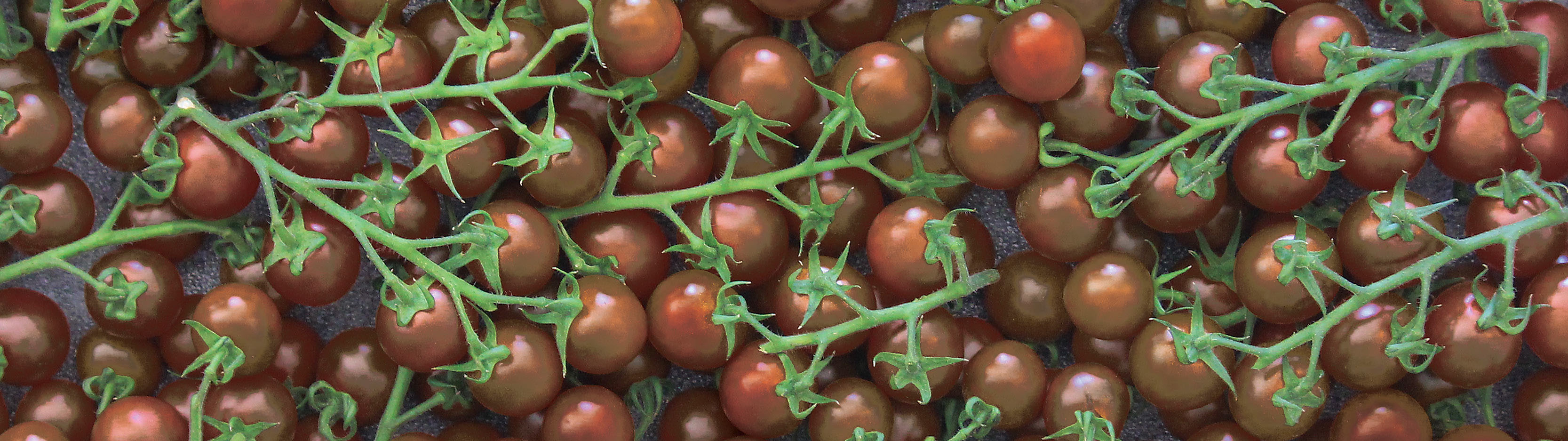Cabernet Estate Reserve® Tomatoes | Paddock Post