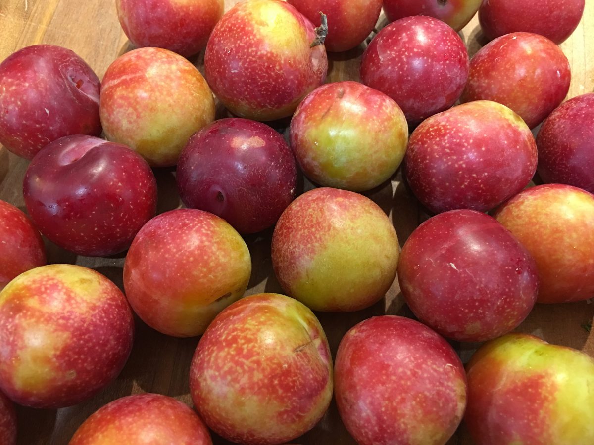 The Verry Cherry Plum | Paddock Post