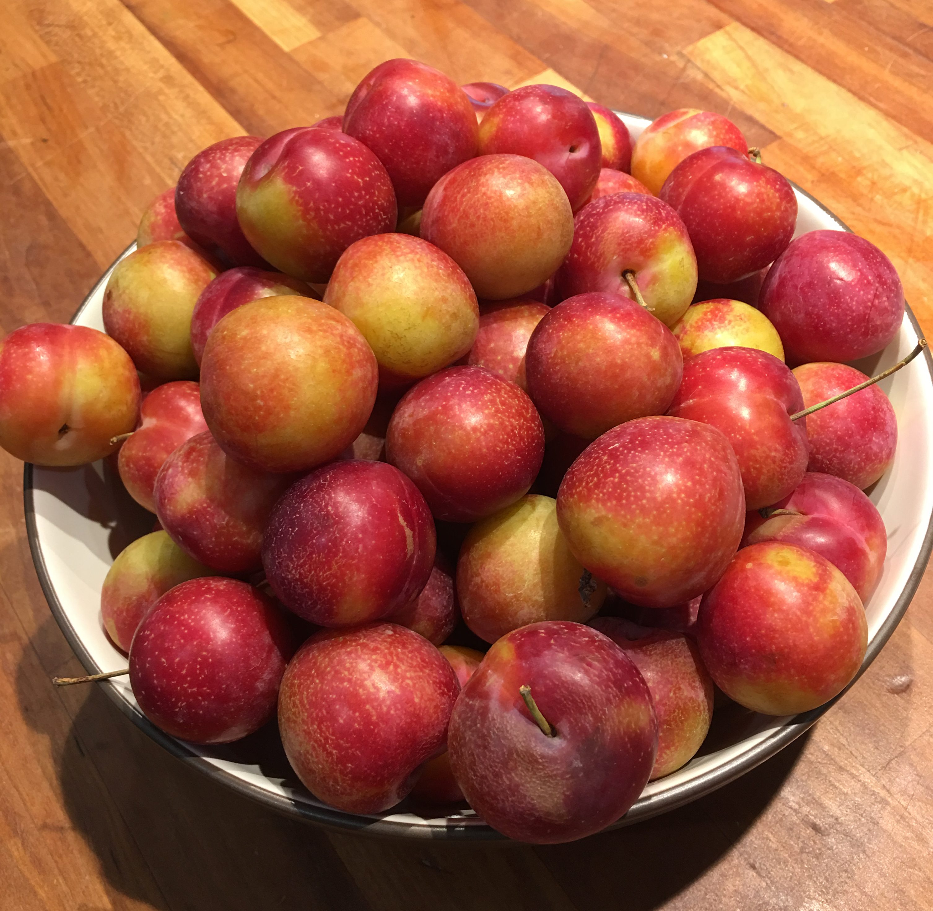 The Verry Cherry Plum | Paddock Post