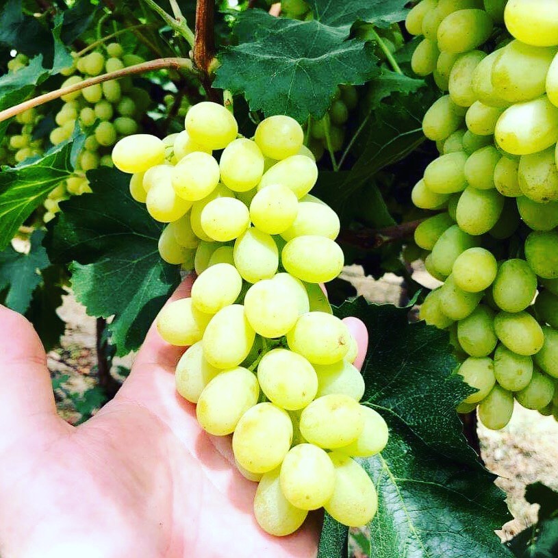 Organic Sweet Carnival Grapes | Paddock Post
